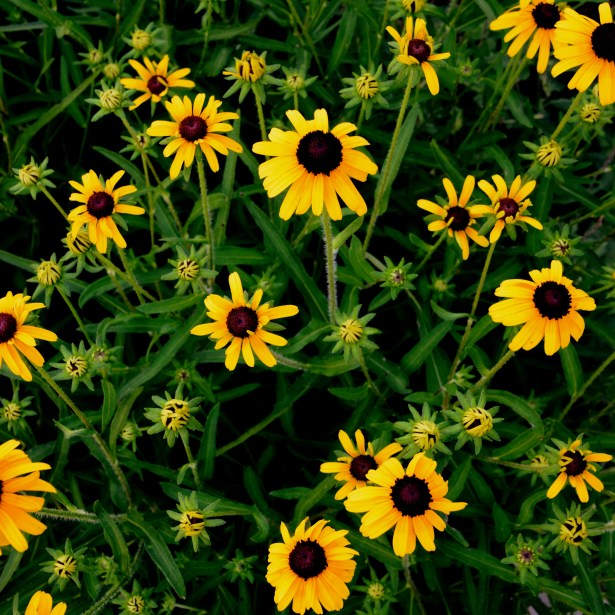 A Touch Of Gold | Out of My Write Mind