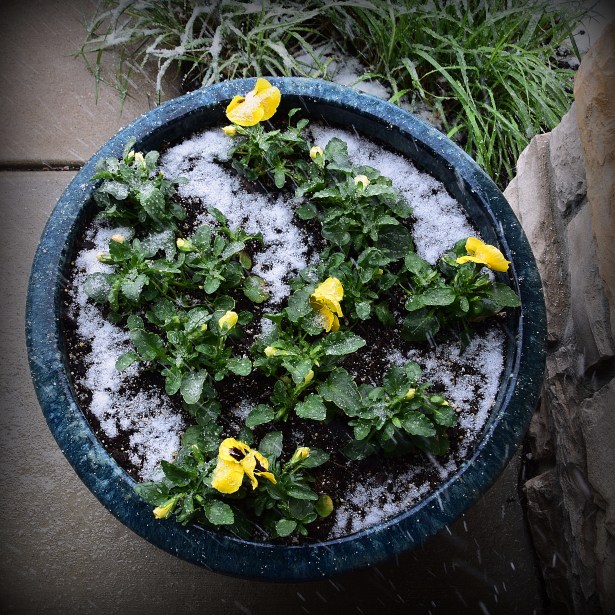 Pansies Weather The Storm | Out of My Write Mind