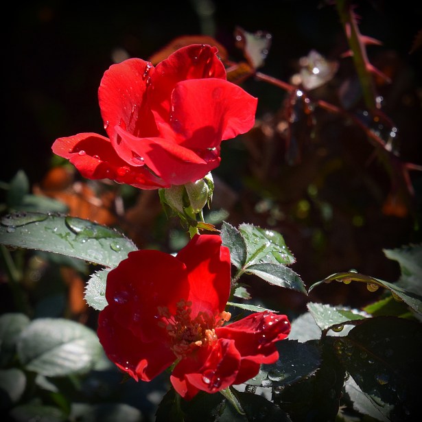 A Little More Red | Out of My Write Mind