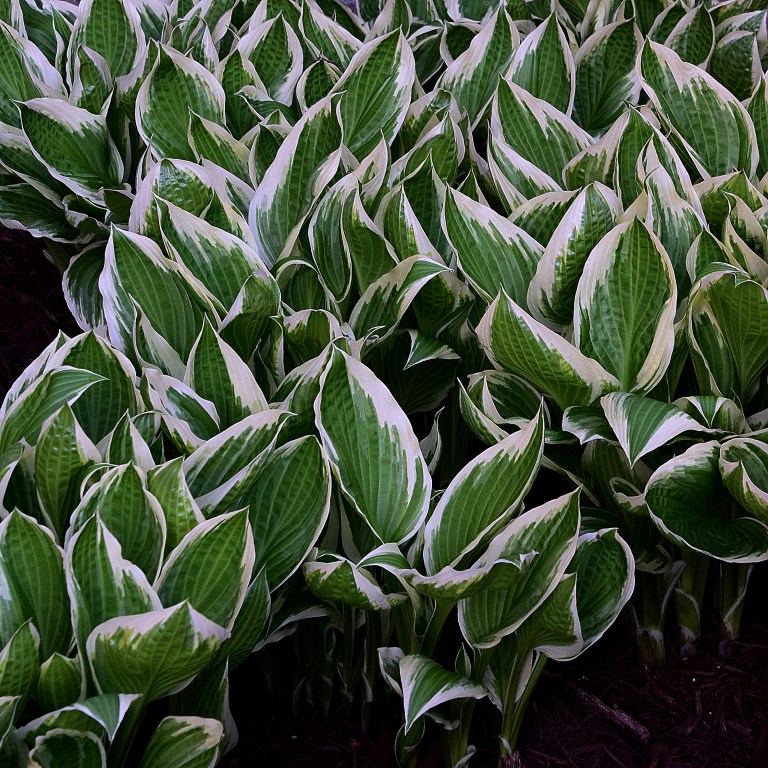 Happy Hosta | Out of My Write Mind