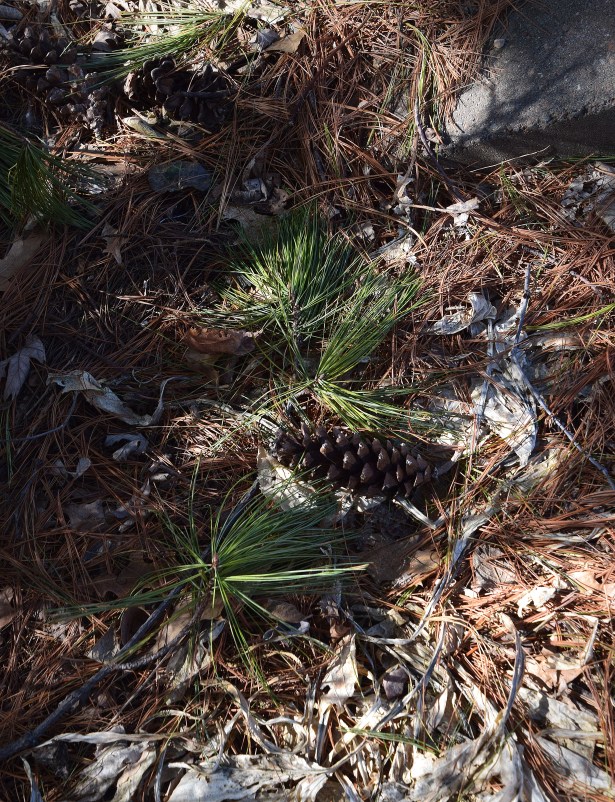 Natural Finds | Out of My Write Mind