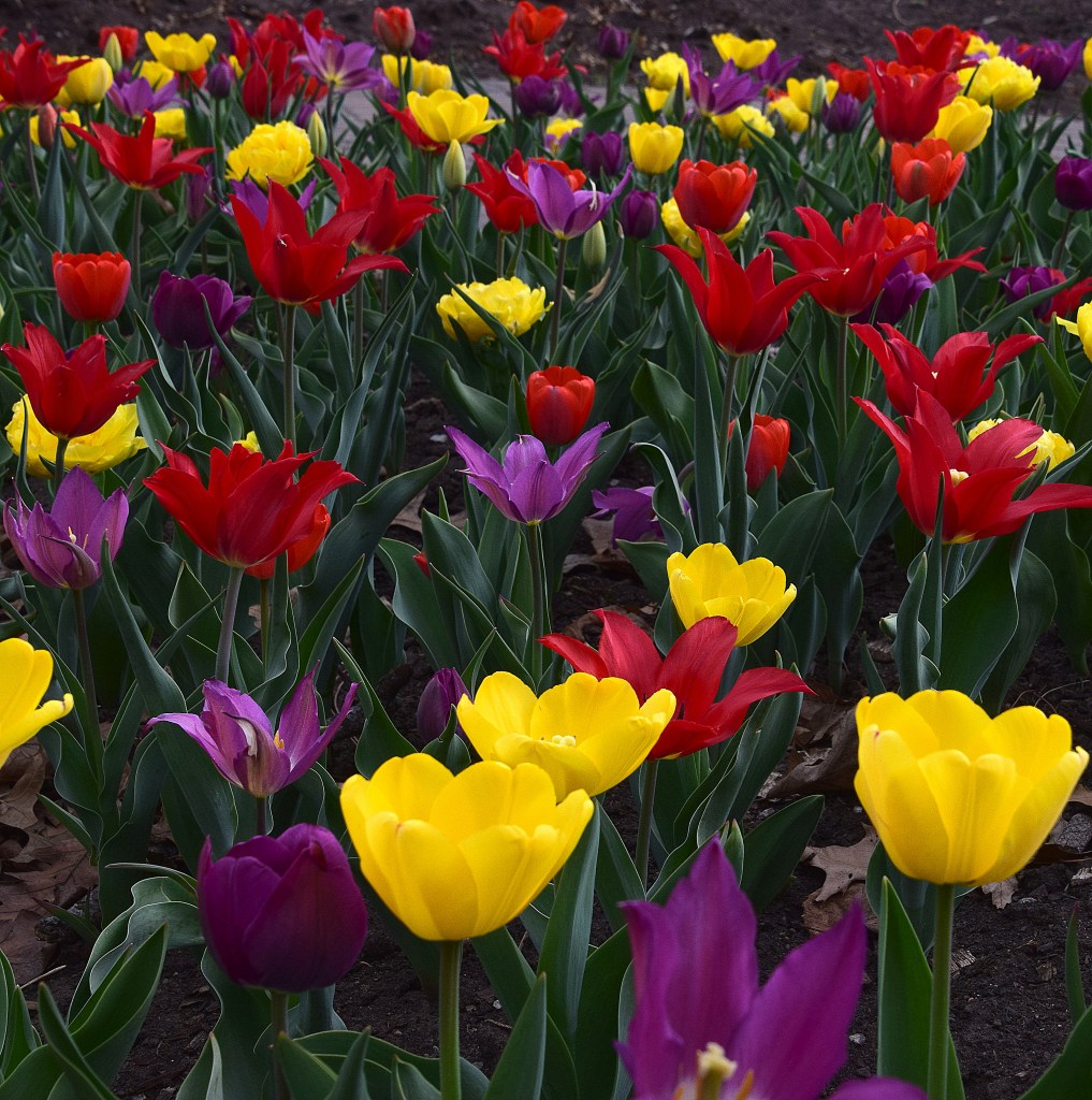The Beauty Of Tulip Time | Out of My Write Mind