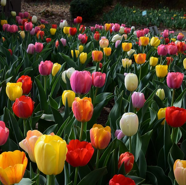 Sure Indicators Of Spring | Out of My Write Mind