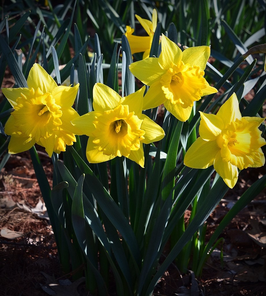 Blooms To Brighten January #16 | Out of My Write Mind