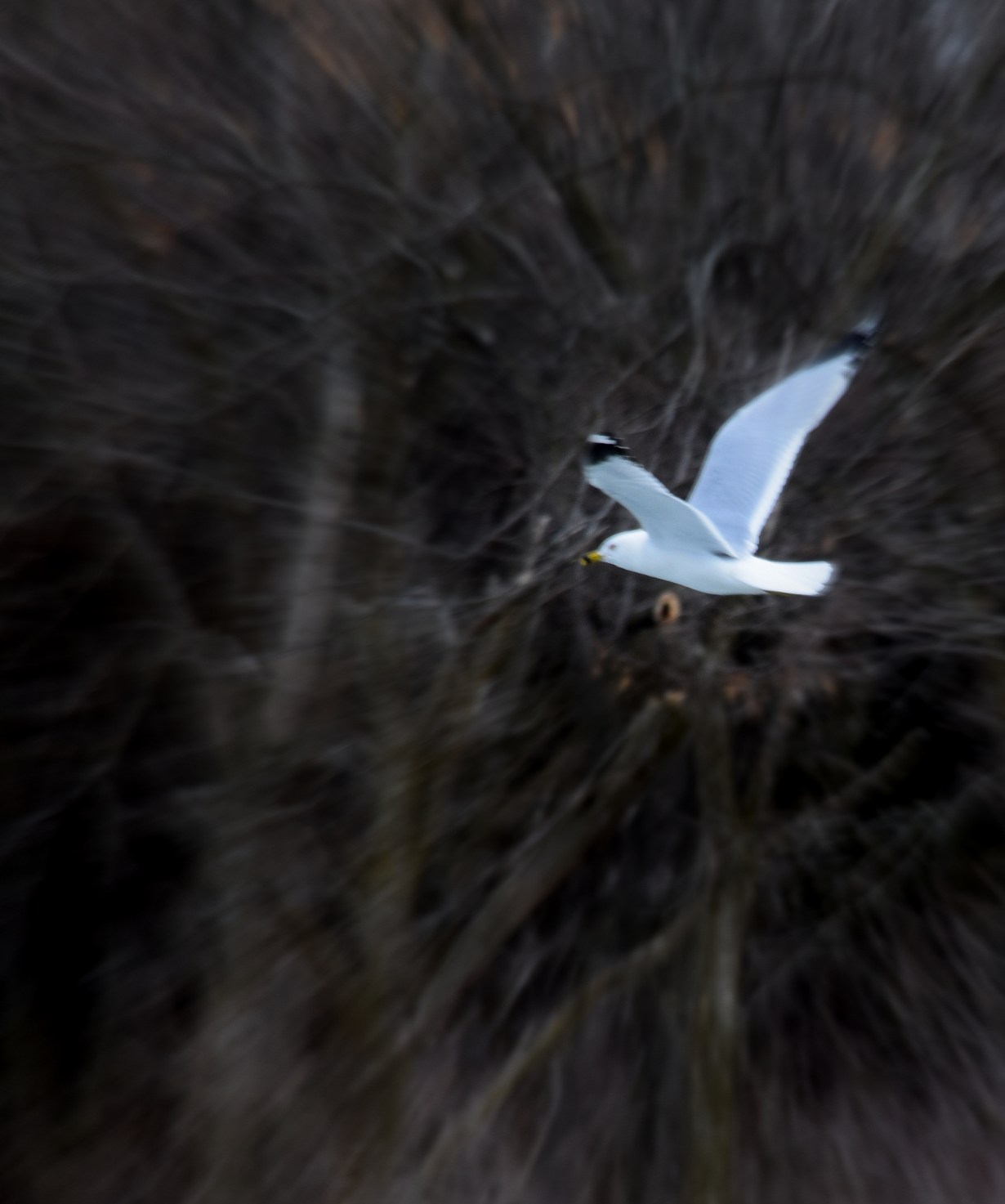 Airborne With Ease | Out of My Write Mind