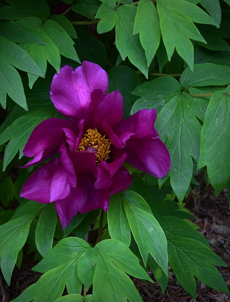 Blooms To Brighten January #10 | Out of My Write Mind