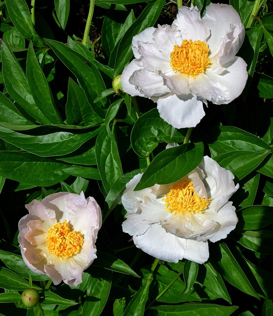 Blooms To Brighten January #14 | Out of My Write Mind