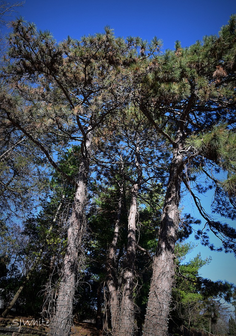 Stately Old Pine Trees Stand Tall | Out of My Write Mind