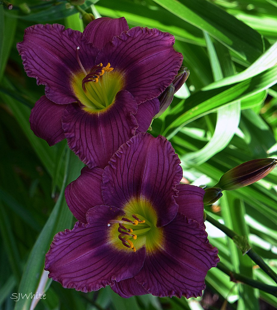 Summer Lovelies | Out of My Write Mind