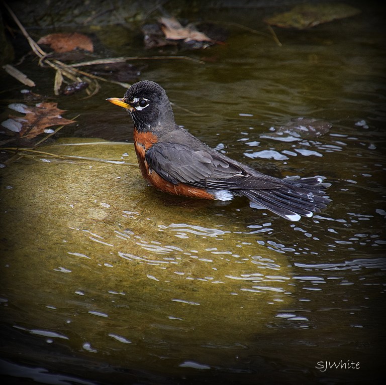 You Can Take Part | Out of My Write Mind